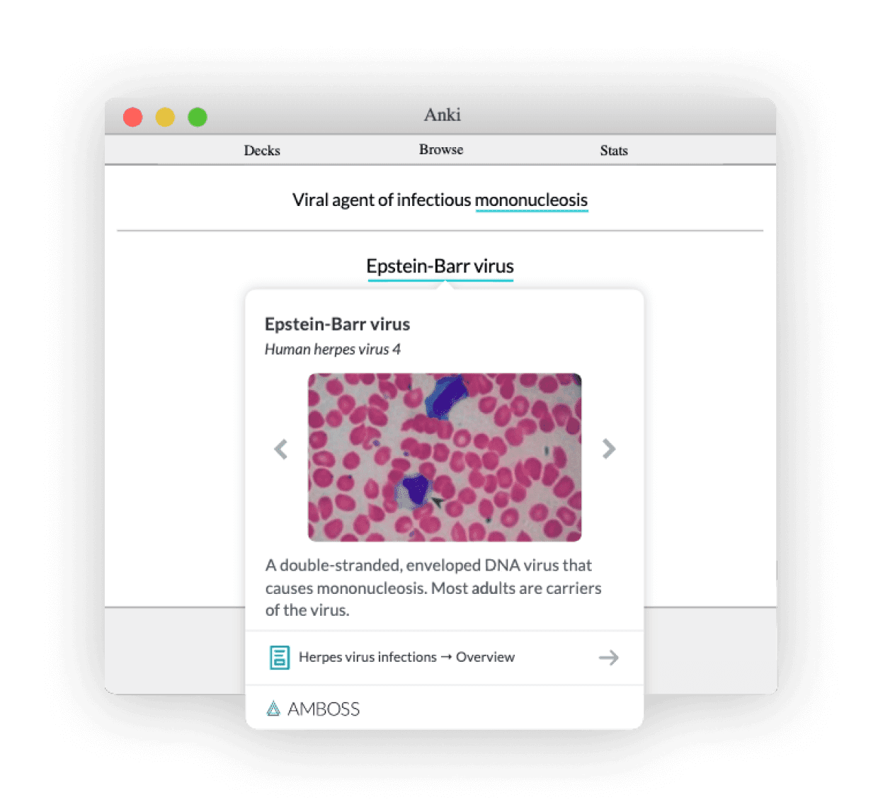 AMBOSS QBank for Step 1? 4 Criteria to Help You Decide